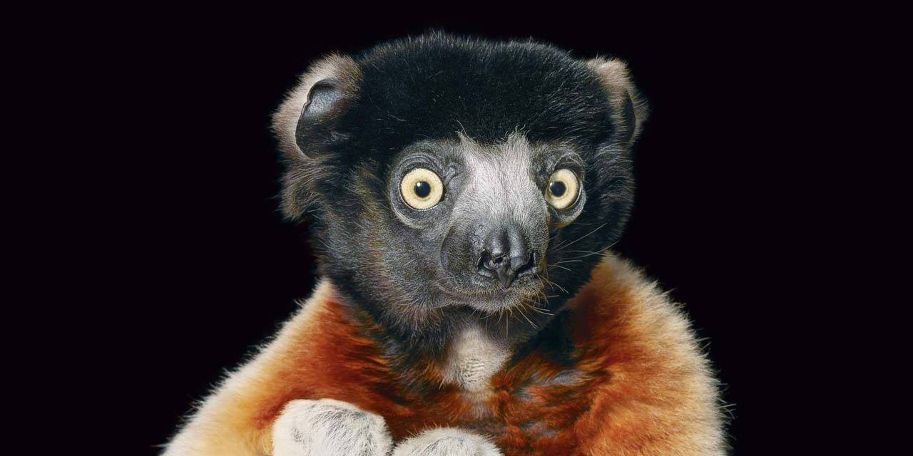 "Endangered" : un photographe montre l'humanité des espèces menacées ...