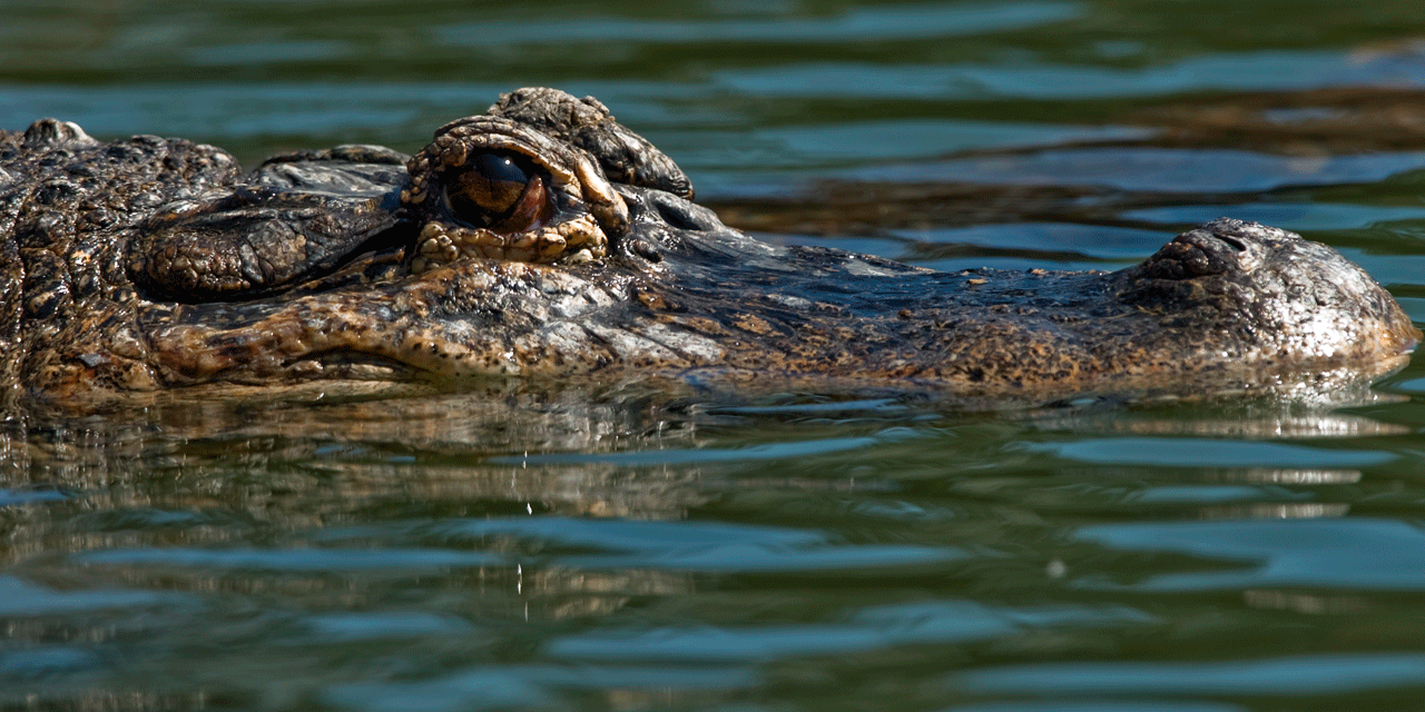 Le parc animalier du Pal accueille 22 alligators pour la nouvelle saison