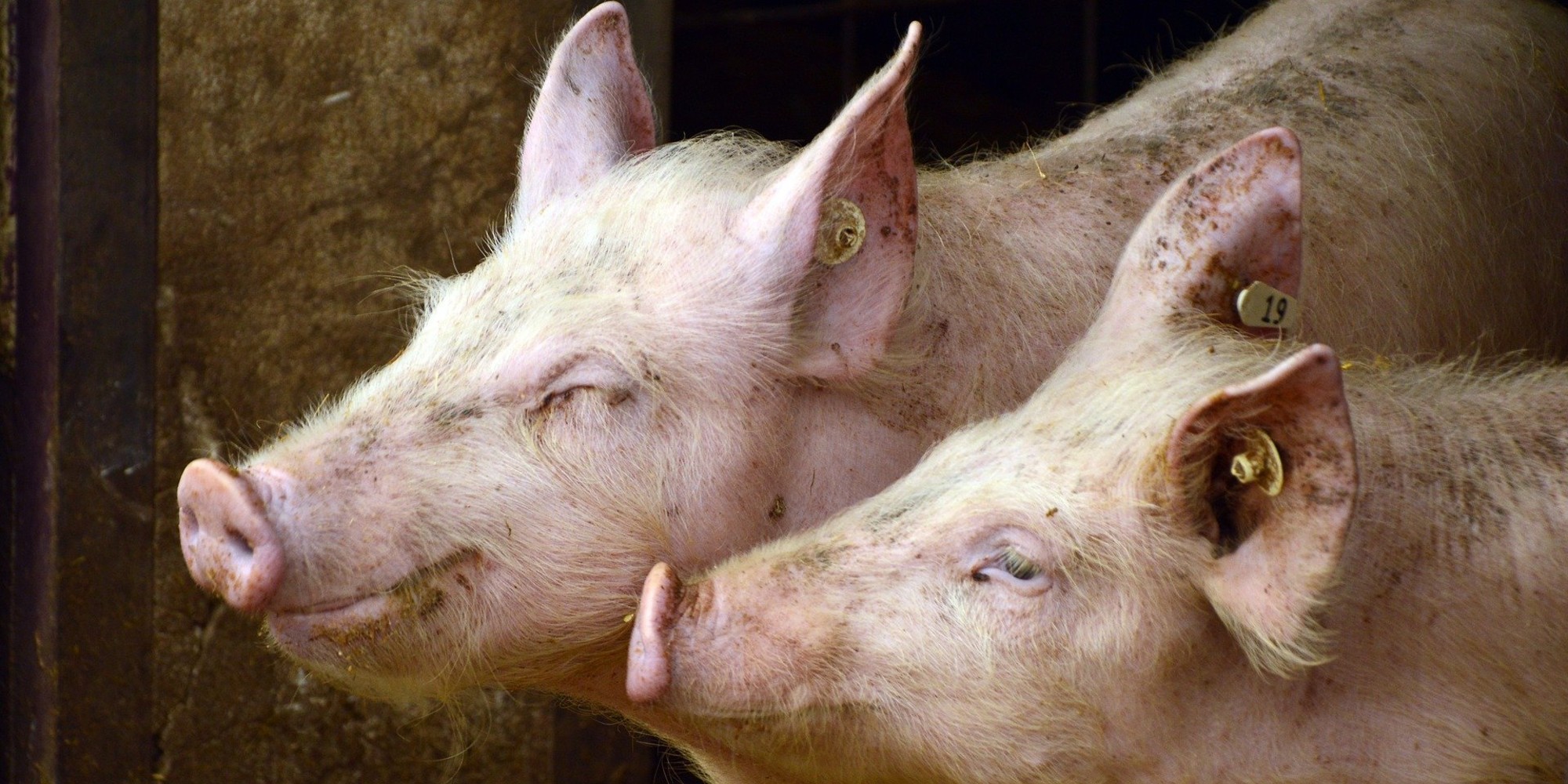 Why Do We Say bacon Or Pig When We Hesitate Between Two Very Similar Things Teller Report