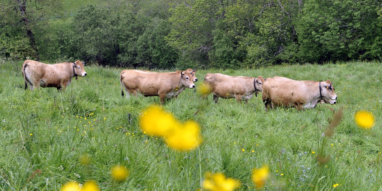 21 nouvelles fermes bio installées chaque jour au premier semestre 2016