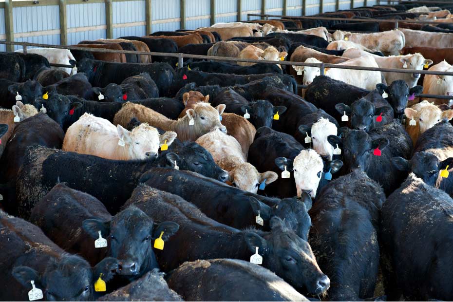 Bienvenue à la "ferme des 1.000 vaches"
