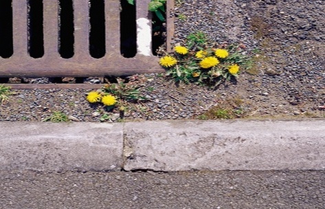 L'égout ne serait-il qu'un cloaque