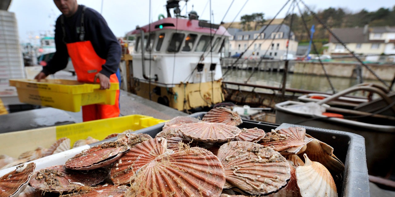 Ouverture en baie de Seine de la pêche à la coquille Saint-Jacques