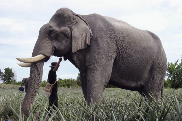 Les éléphants en danger