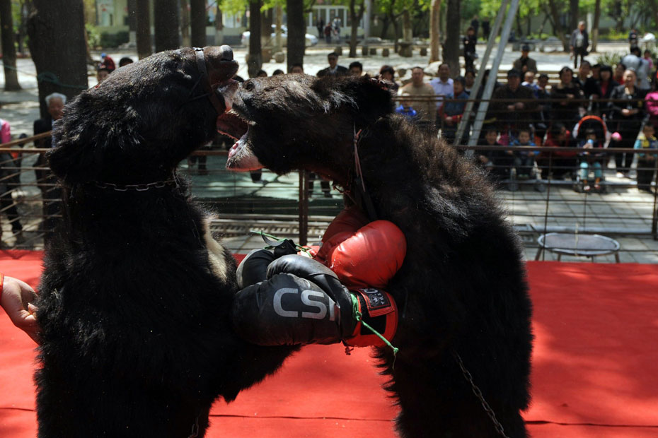 Combat d'ours et de chiens