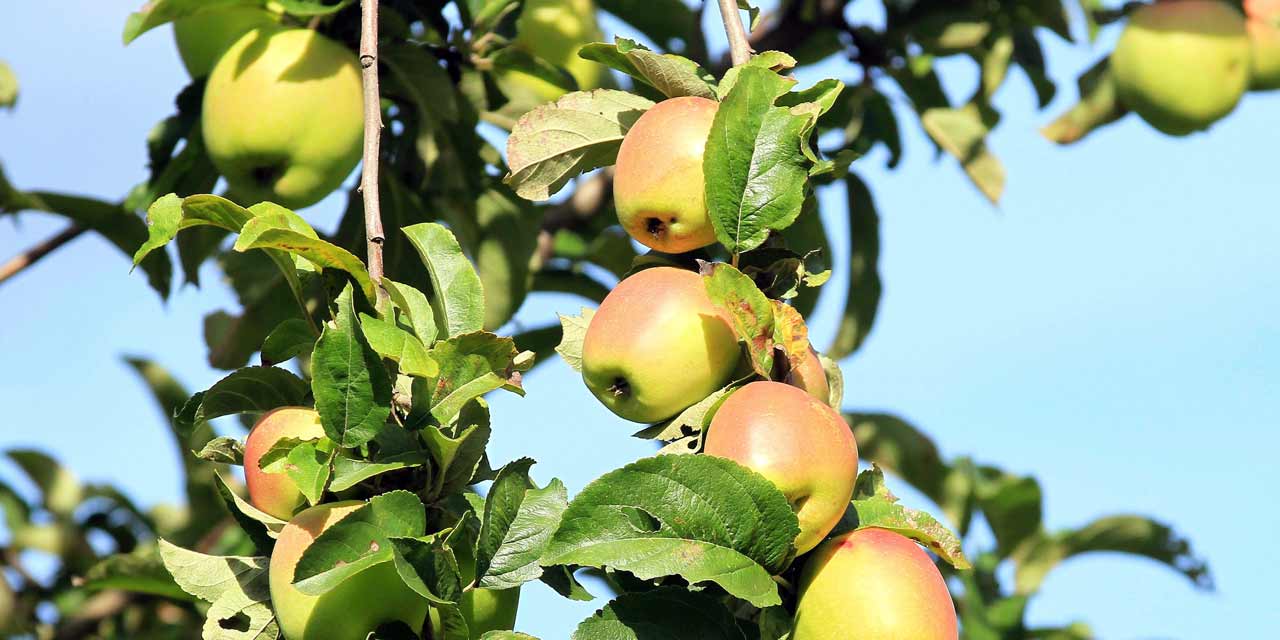 Des pommiers miniatures pour les balcons