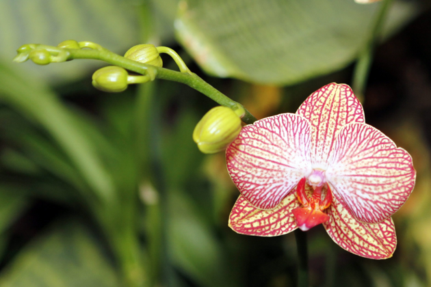 L'orchidée de Noël