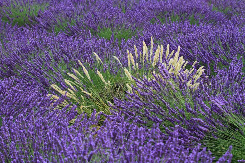 La lavande pousse partout