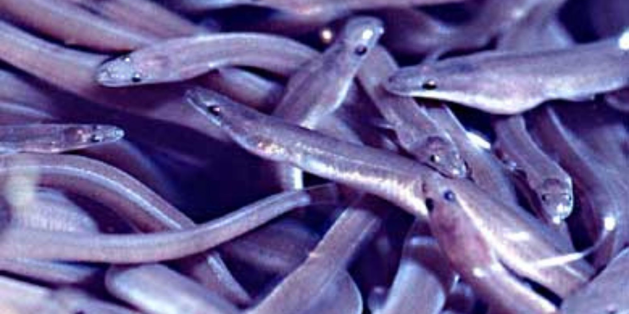 La recette des pibales