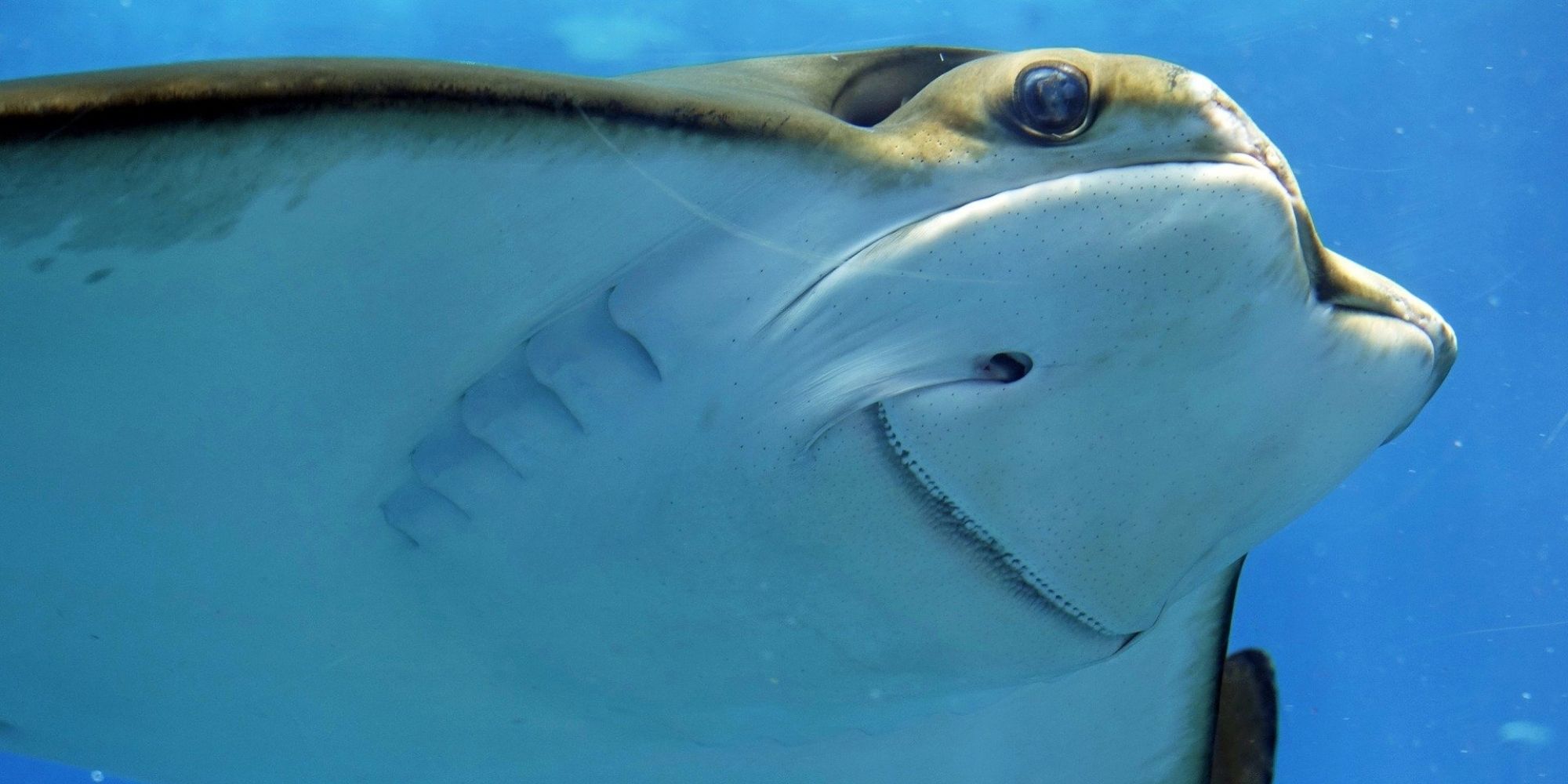 REDIFF - La recette de l'aile de raie à la grenobloise