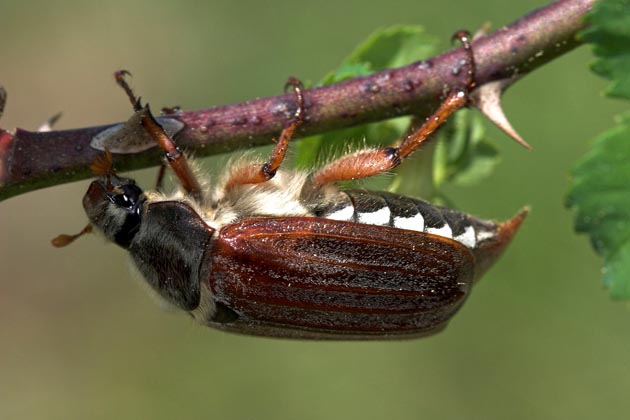L'Europe fourmille d'animaux encore inconnus
