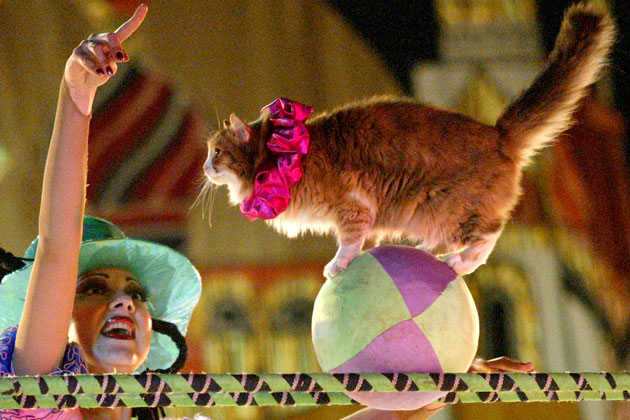 Mon animal a un don particulier