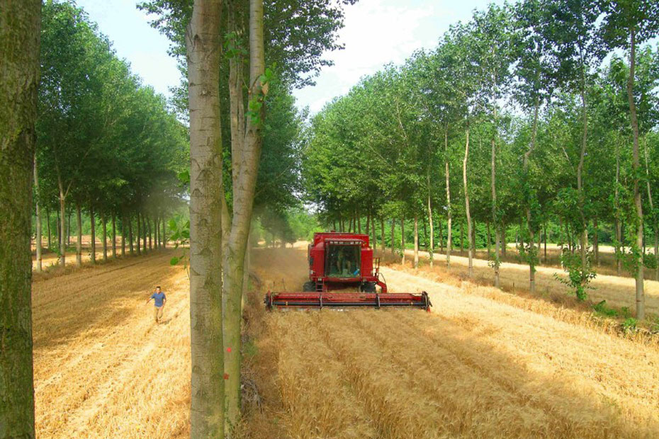 Agroforesterie, la révolution par les arbres