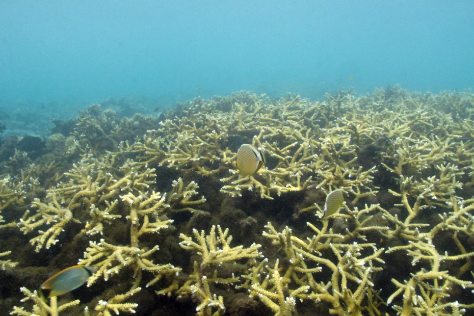 Le corail part en balade