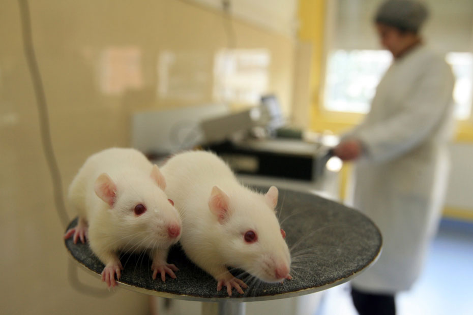 Rats de laboratoire