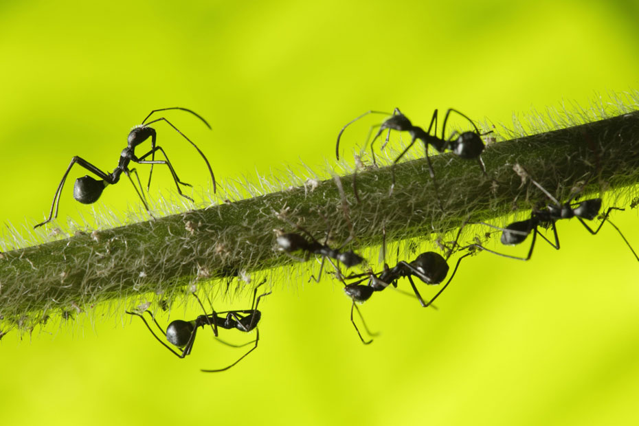 Tout connaitre des fourmis