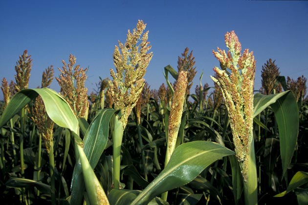 Un nouveau maïs OGM cultivé en France