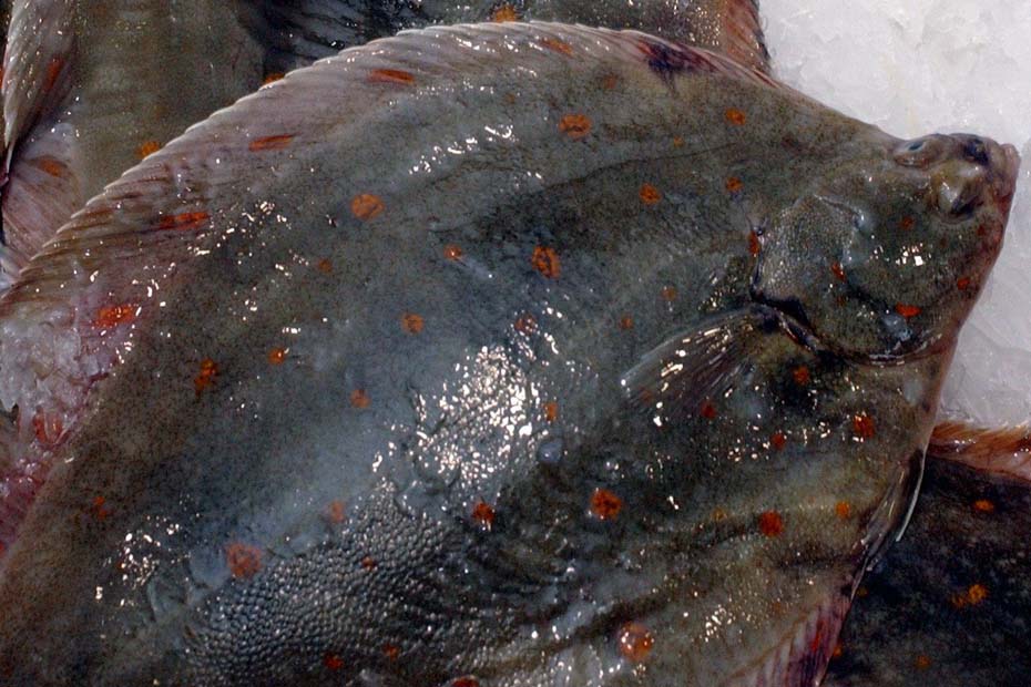 On n'arrête pas le poisson