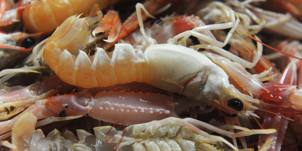 Le plat du jour : langouste puce aux spaghetti à la tomate épicée