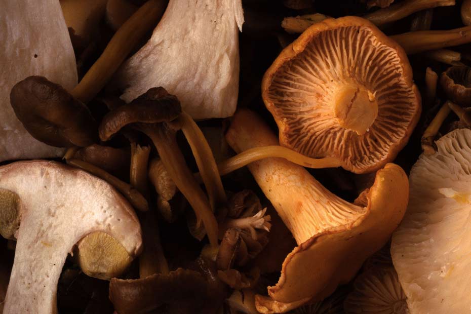 L'automne, la saison des champignons