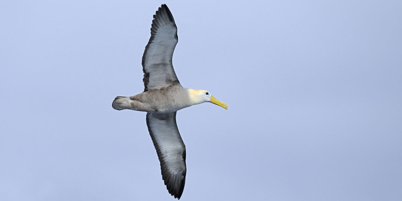 De la magnificence des albatros
