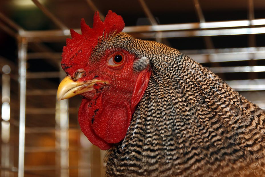 Pourquoi l'emblème de la France est-il le coq