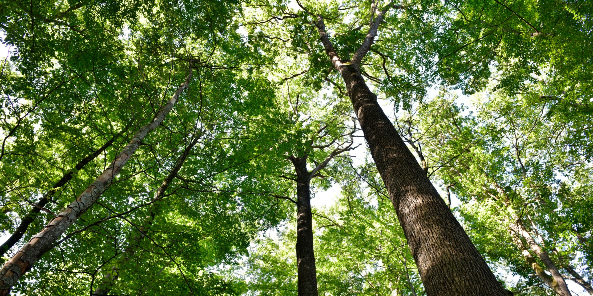 Private Sector Financing for Achieving Carbon Neutrality by 2050: The ...