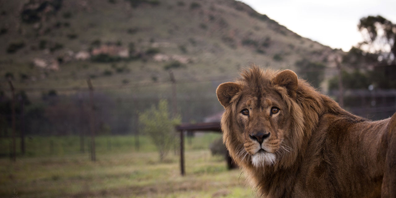 Afrique du Sud : une jeune femme tuée par une lionne dans une réserve Afrique du Sud : une jeune femme tuée par une lionne dans une réserve