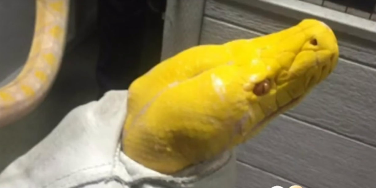 VIDEO - Chassé d'un restaurant, il se fâche et lâche un python géant
