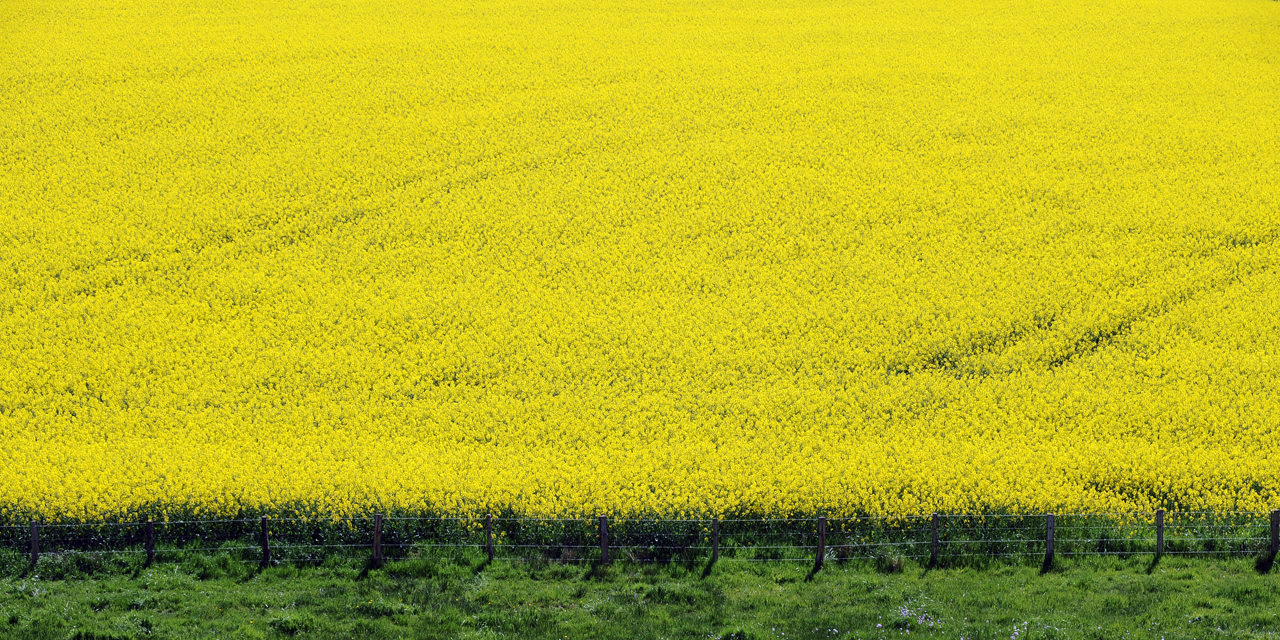 Des militants anti-OGM détruisent une nouvelle parcelle de colza près ...