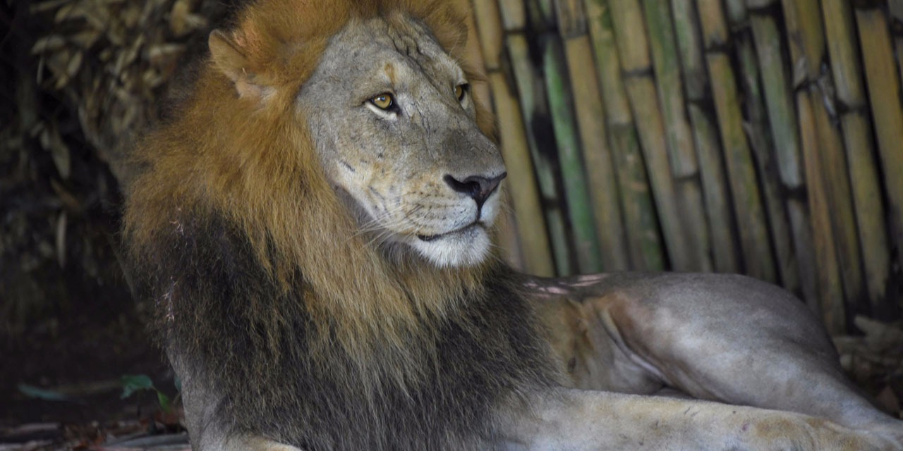 Il menace de mettre fin à ses jours si on lui retire son lion