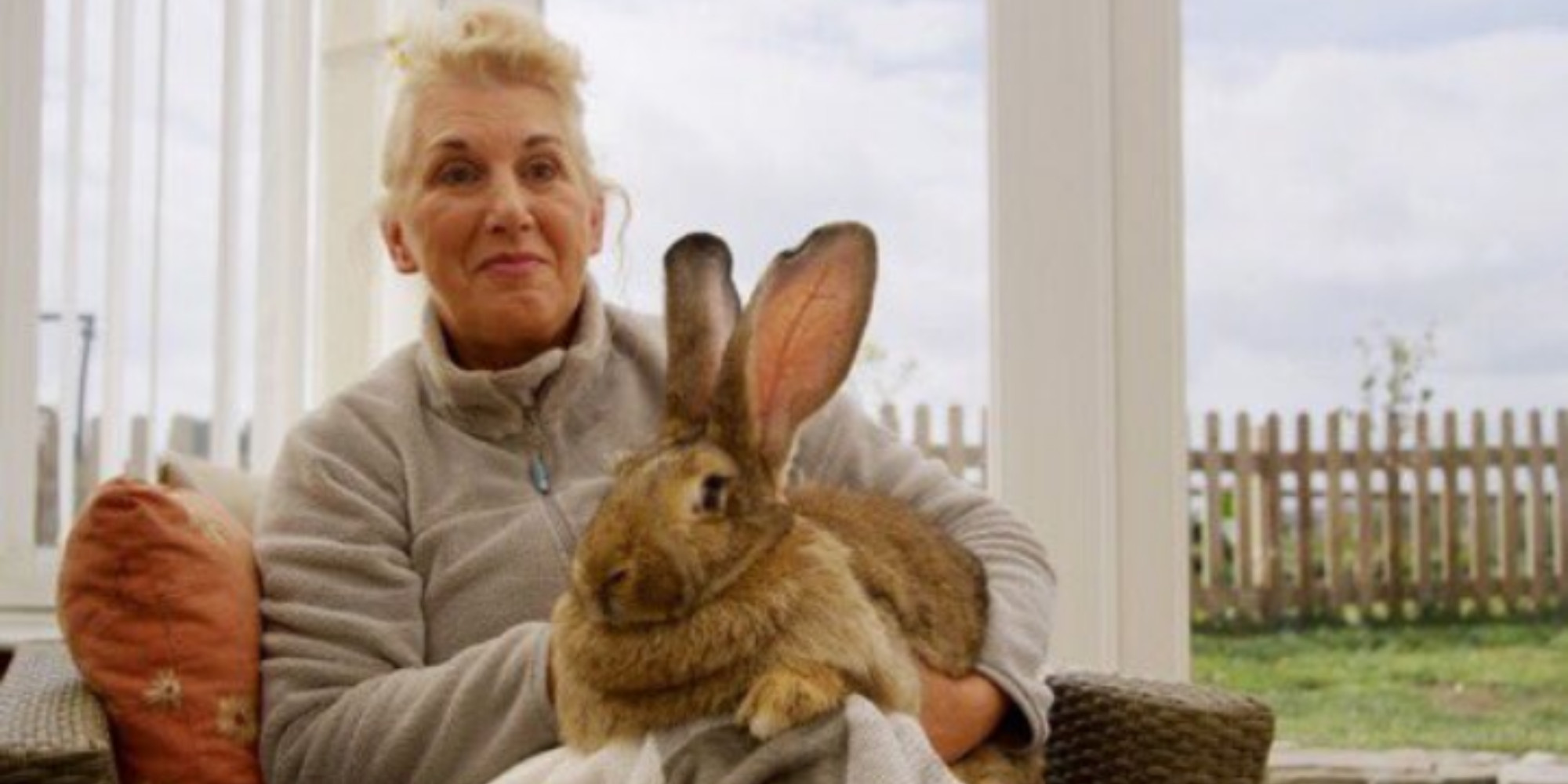 Appel à témoins pour retrouver Darius, le "plus grand lapin du monde ...
