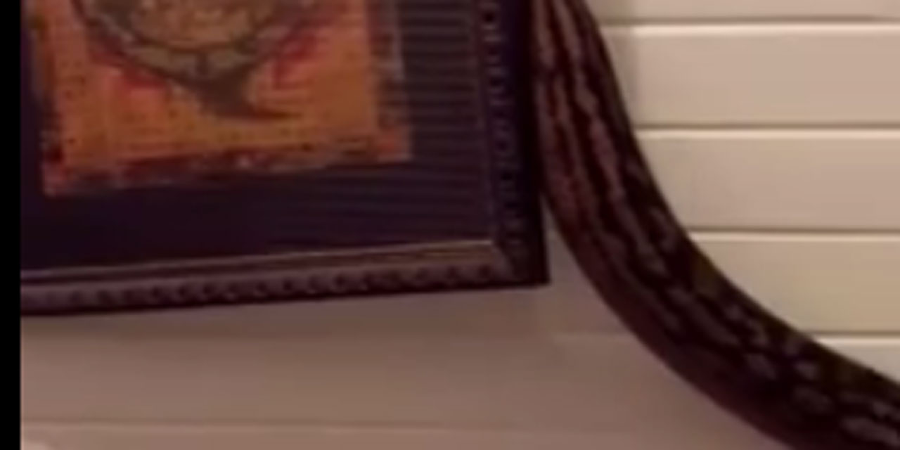 Australie : un python de 5 mètres se faufile dans sa maison