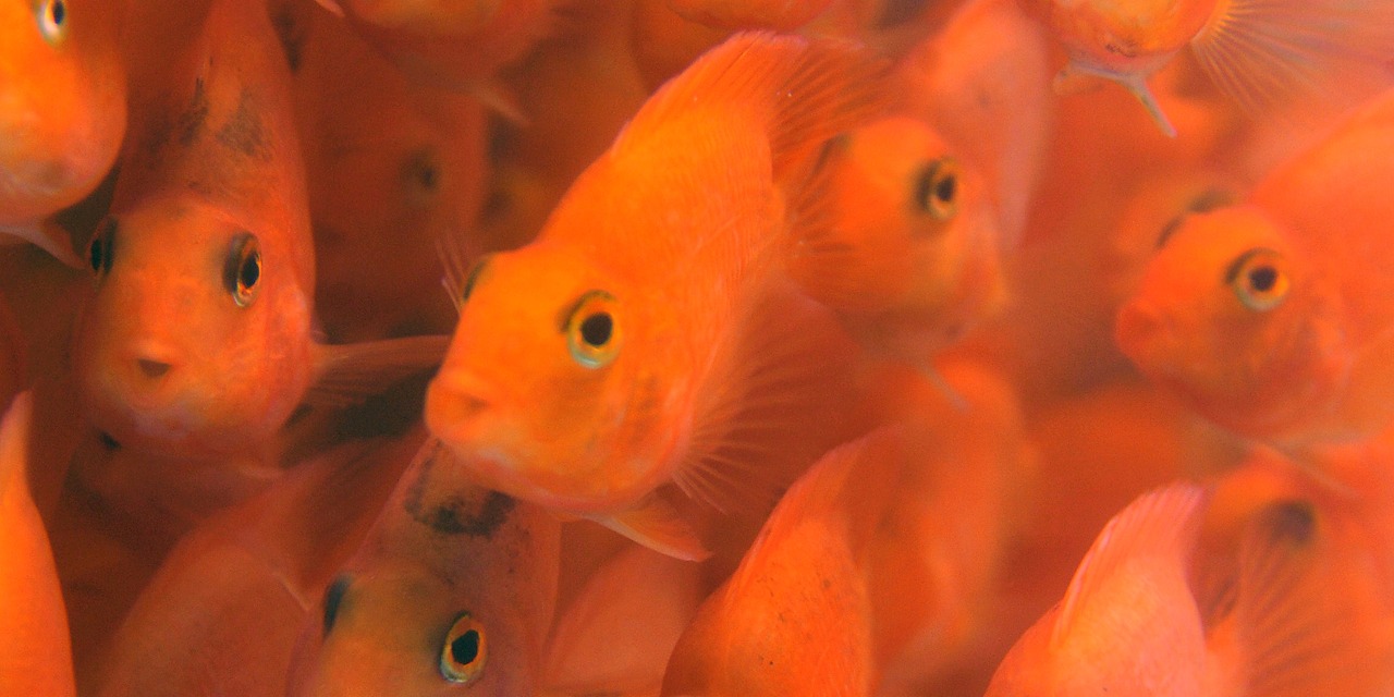 Louer un poisson pour la nuit, l'idée insolite d'un hôtelier belge