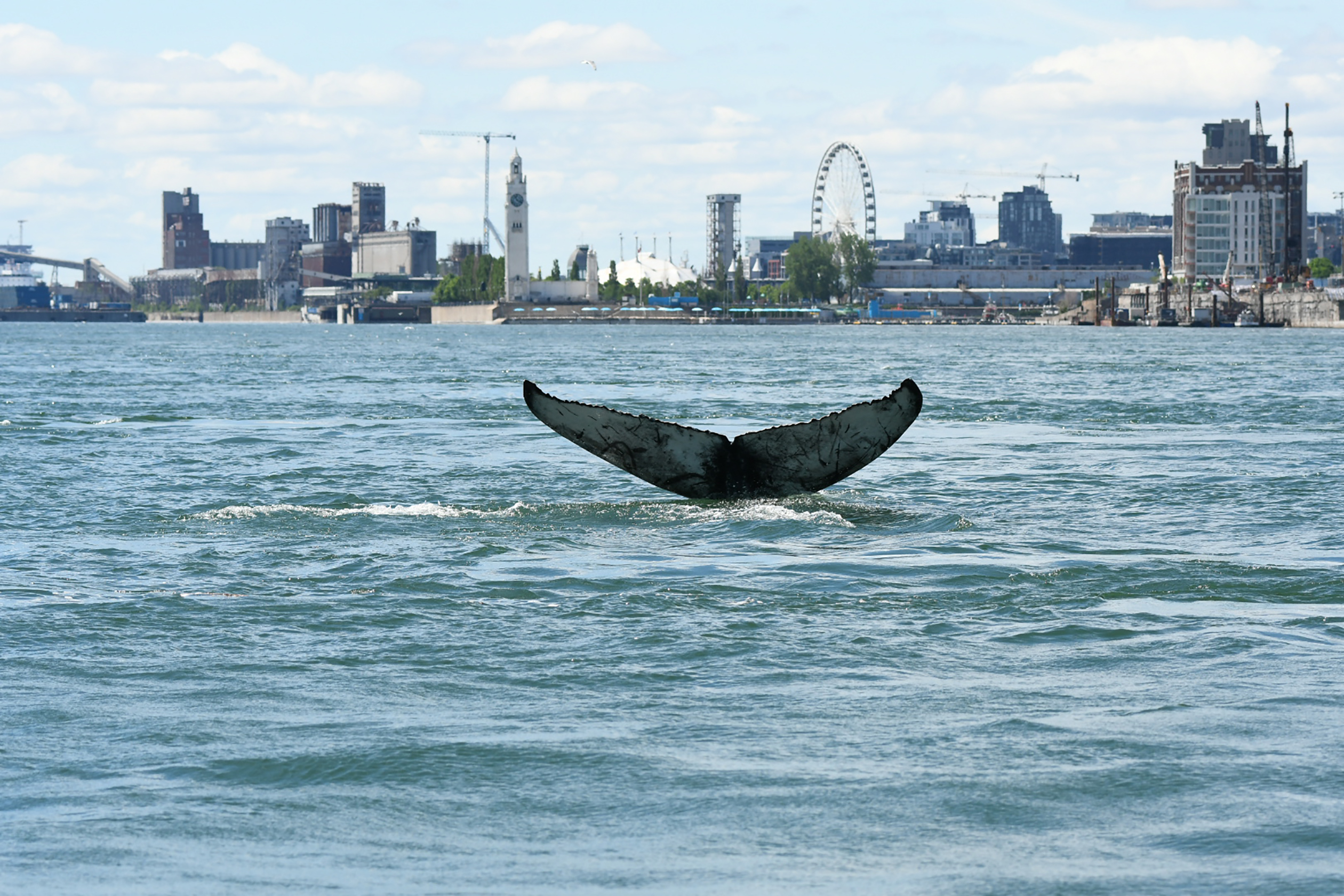 PHOTO - Egarée, une baleine à bosse aperçue à Montréal
