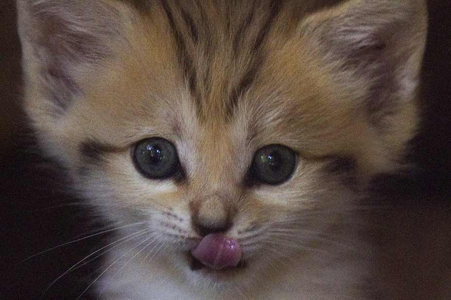 VIDÉO - Les chats à la rescousse des tigres