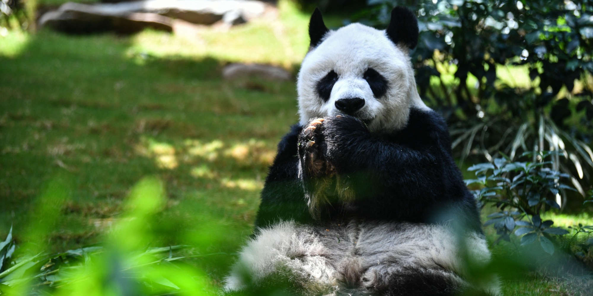 Allemagne : deux nouveaux pandas naissent au zoo de Berlin