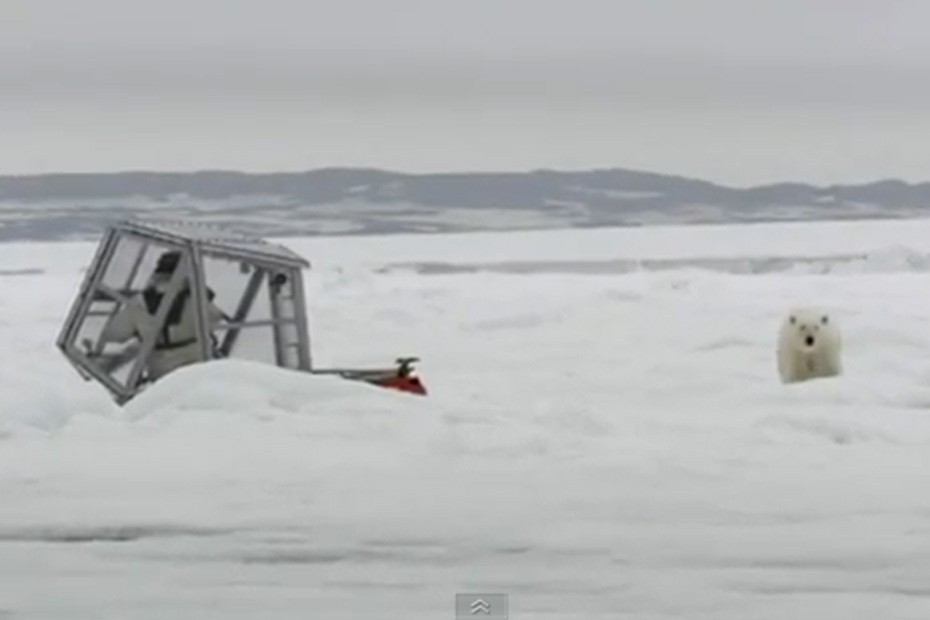 Attaqué 45 minutes par une ourse polaire