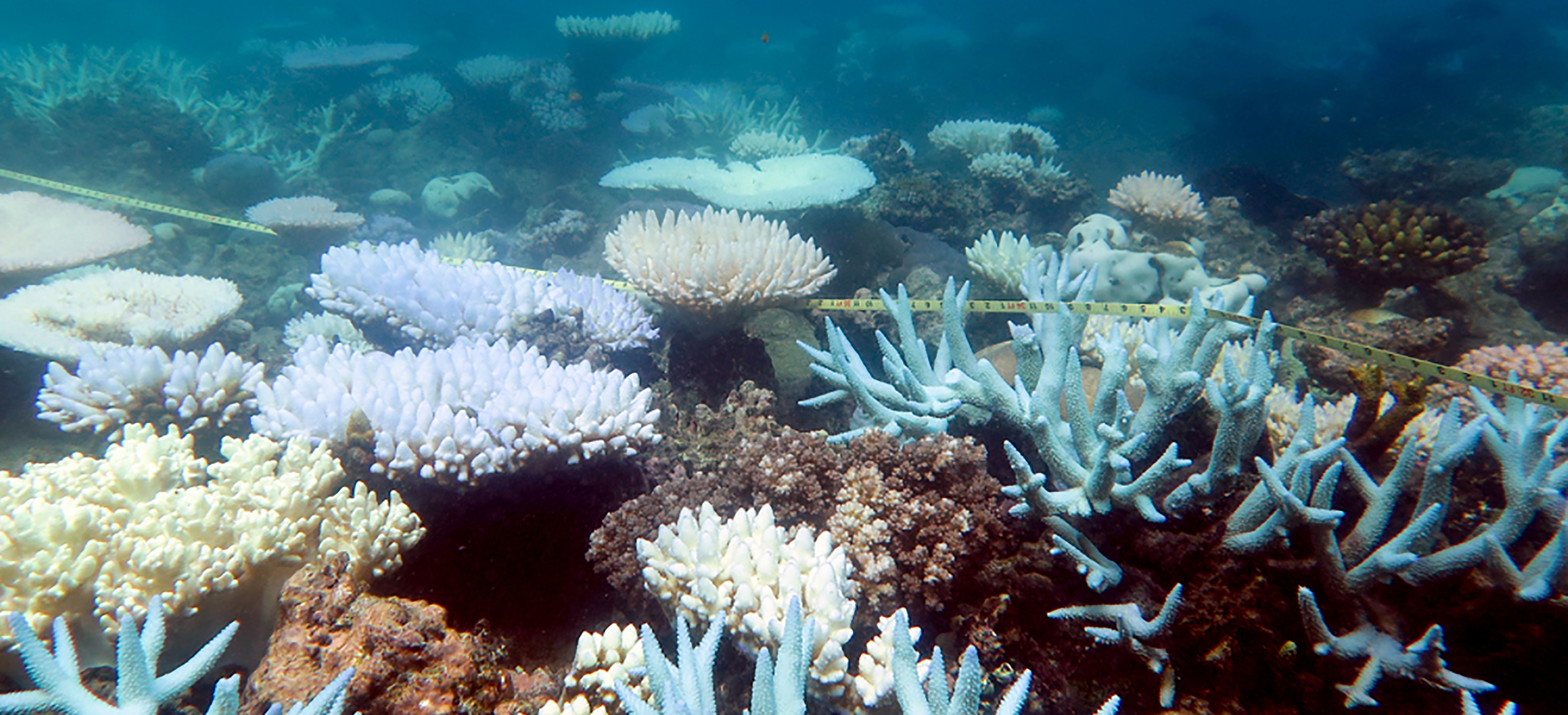 Australie : les coraux les plus au sud du globe touchés par le ...