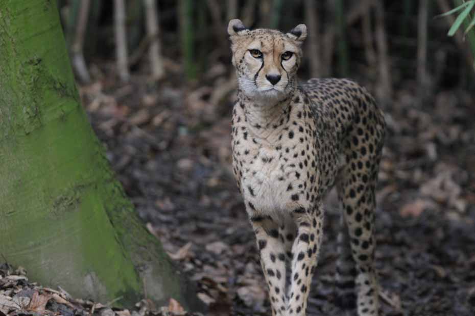 Autriche : 2 guépards échappés d'un zoo Autriche : 2 guépards échappés d'un zoo