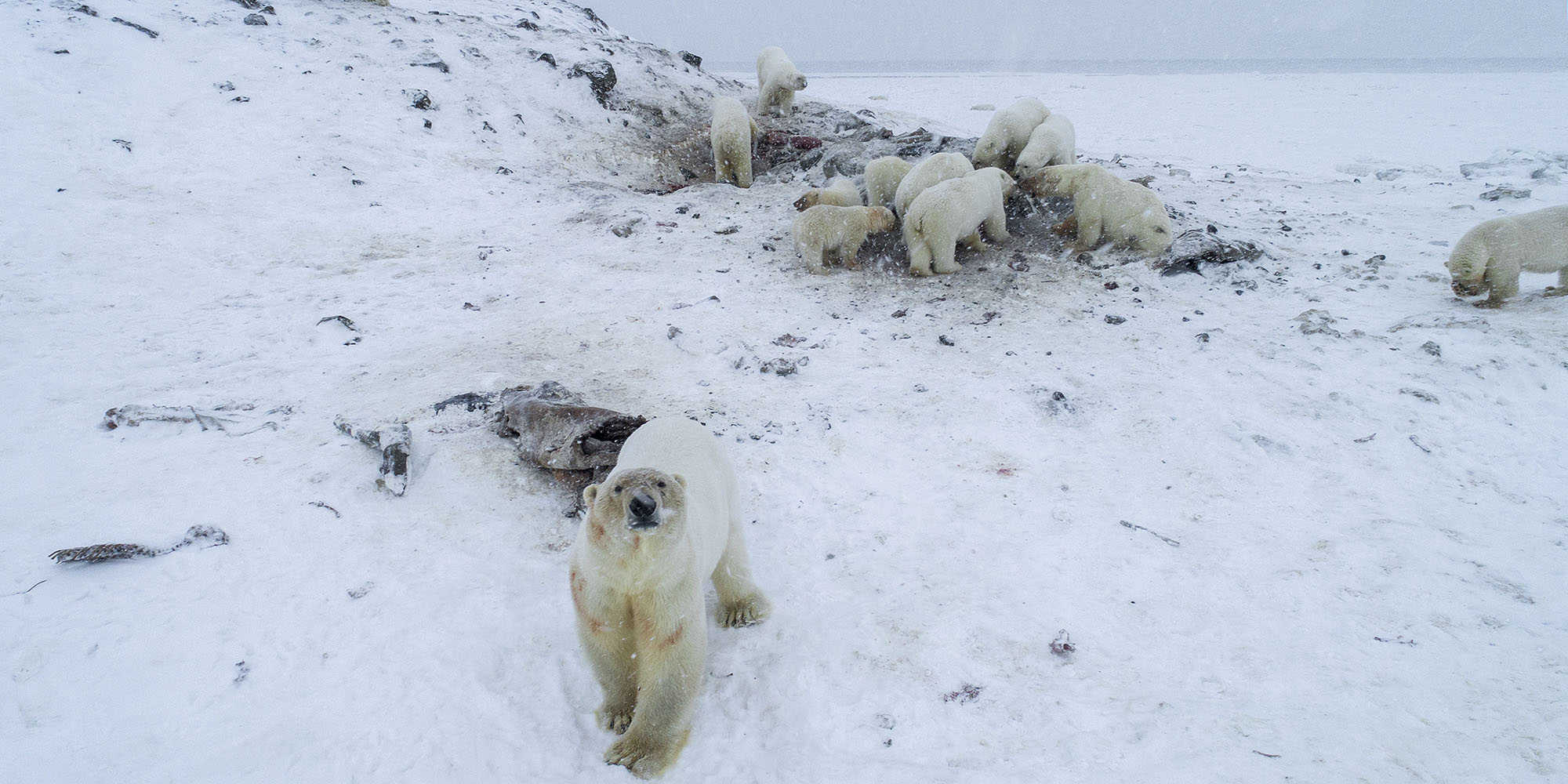 Un village russe menacé par 56 ours à cause du réchauffement climatique