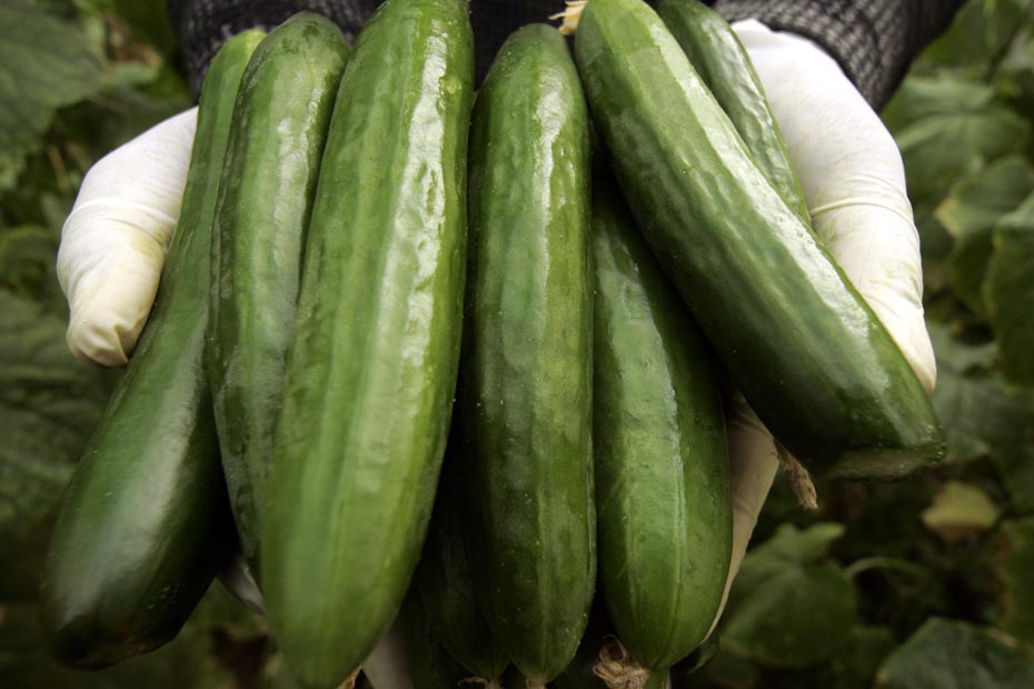 Concombre : l'Espagne veut être dédommagée