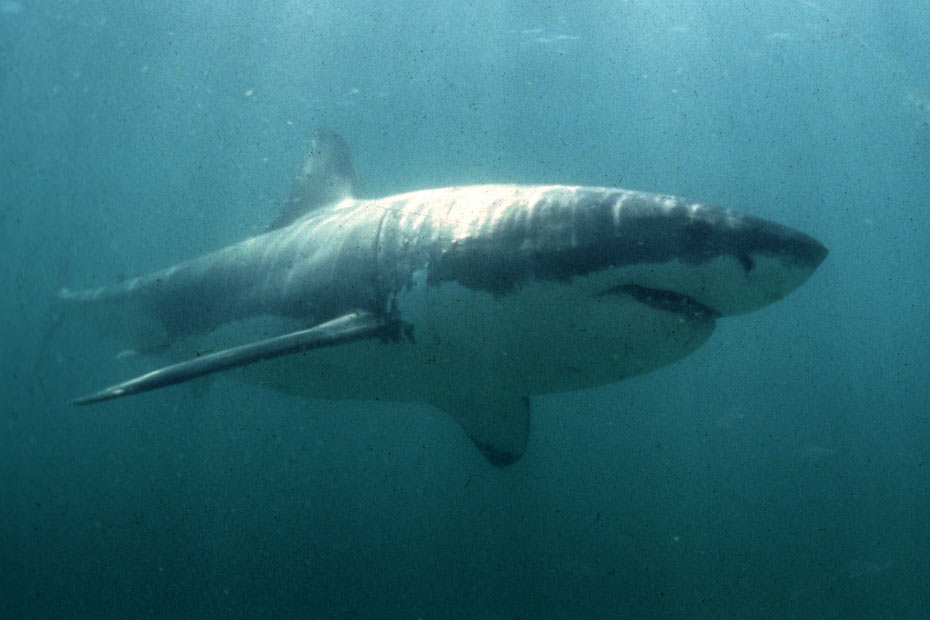 Il attrape le requin et sauve une nageuse