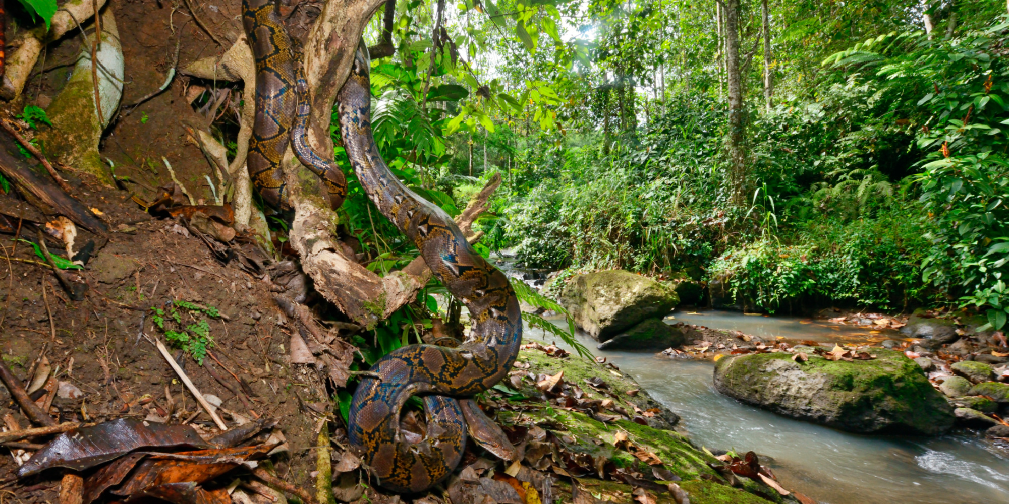 Indonésie : une femme avalée par un python de cinq mètres