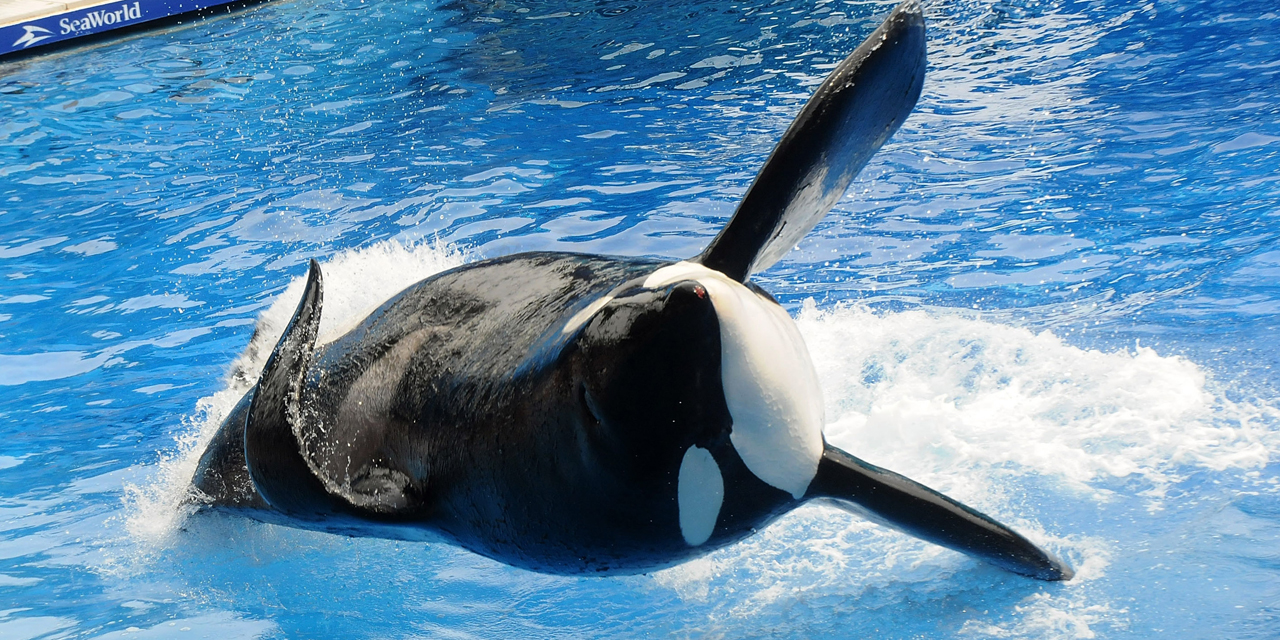 La célèbre "orque tueuse" Tilikum est morte