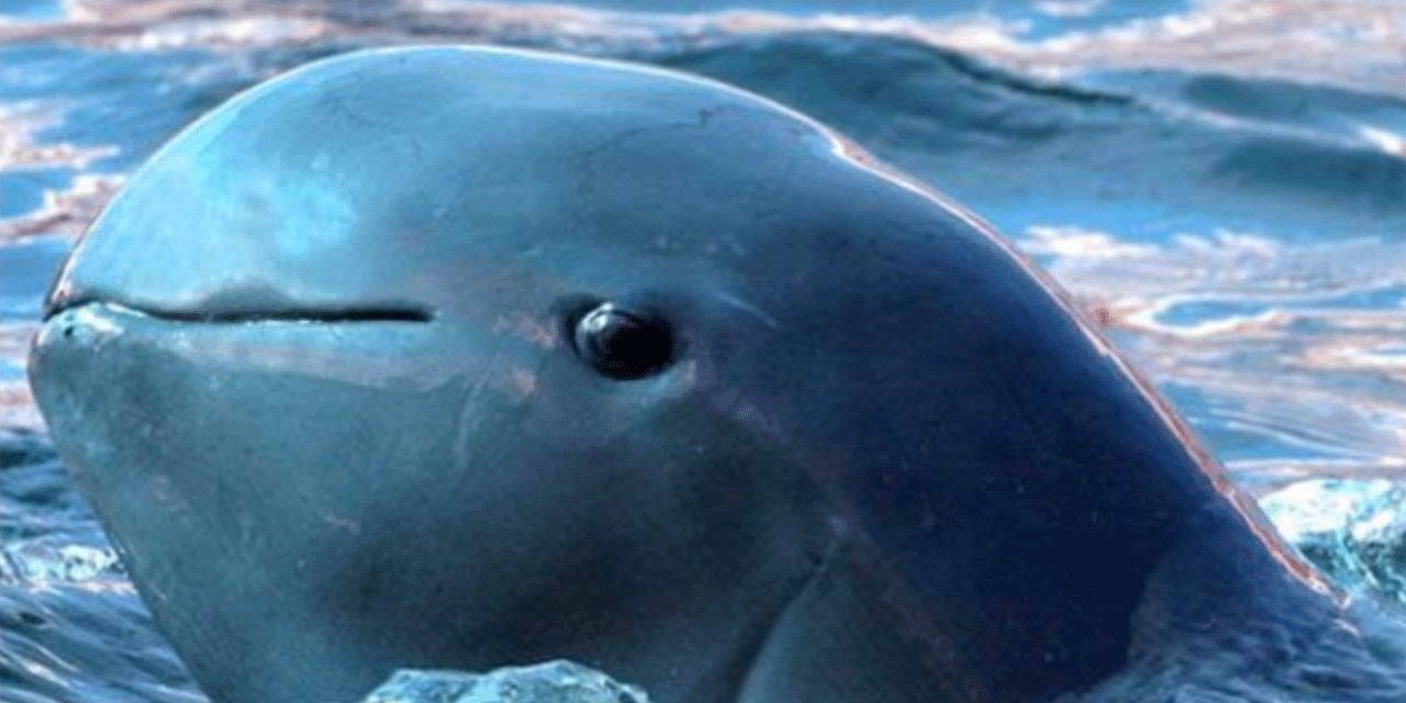 Le marsouin du pacifique, plus petit cétacé au monde, menacé d'extinction