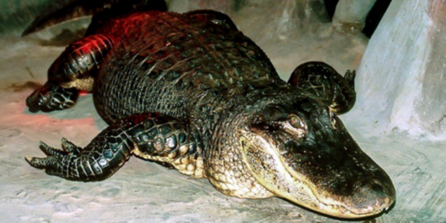 Saturne, alligator légendaire du zoo de Moscou, est mort à l'âge de 84 ans