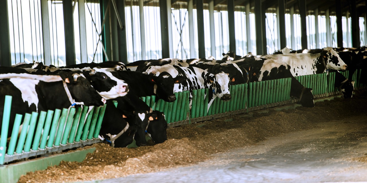 Un cas atypique de "maladie de la vache folle" en Pologne