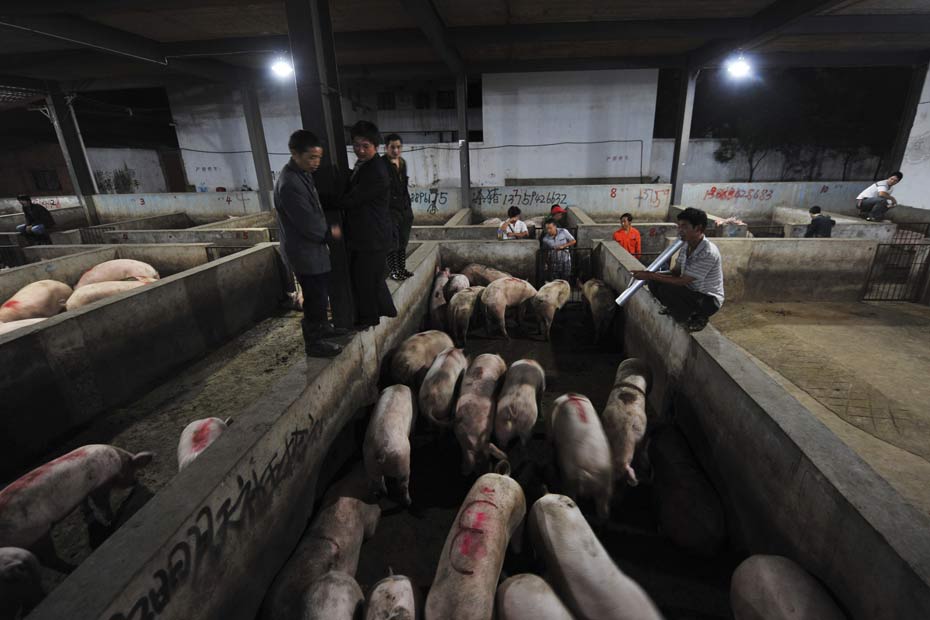 Un éleveur dévoré par ses propres cochons