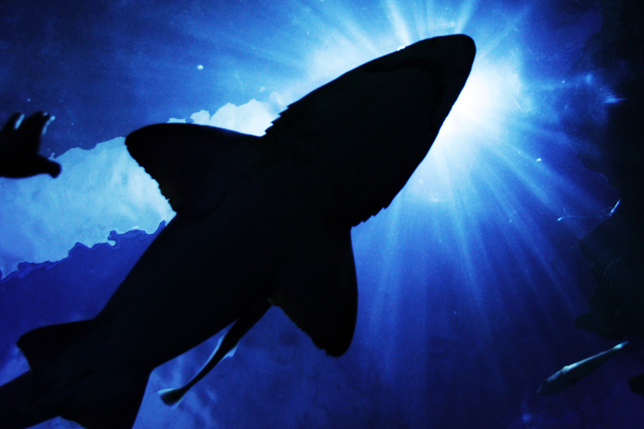 Un surfeur survit à l'attaque d'un requin